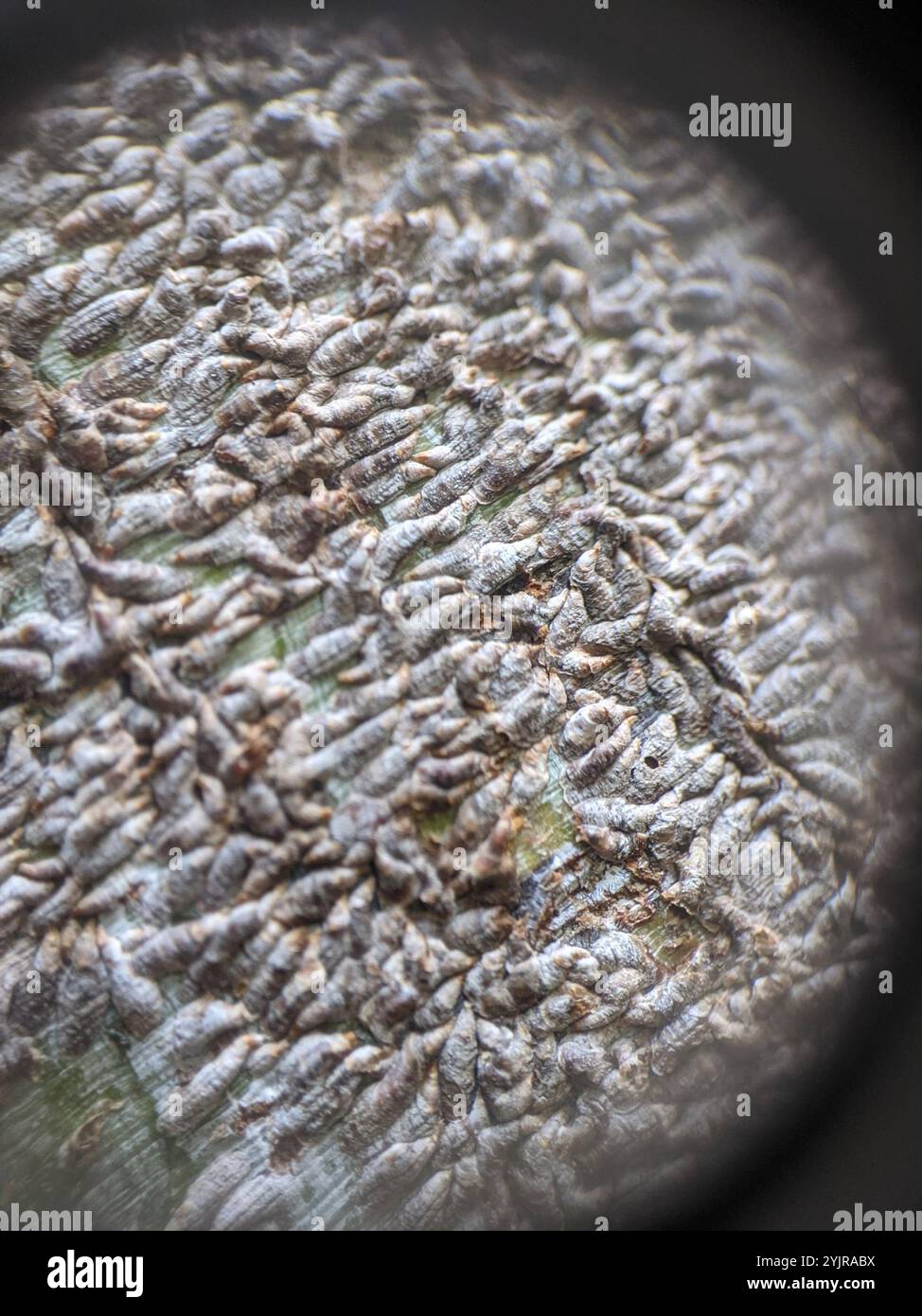 Oystershell Scale (Lepidosaphes ulmi Stock Photo - Alamy