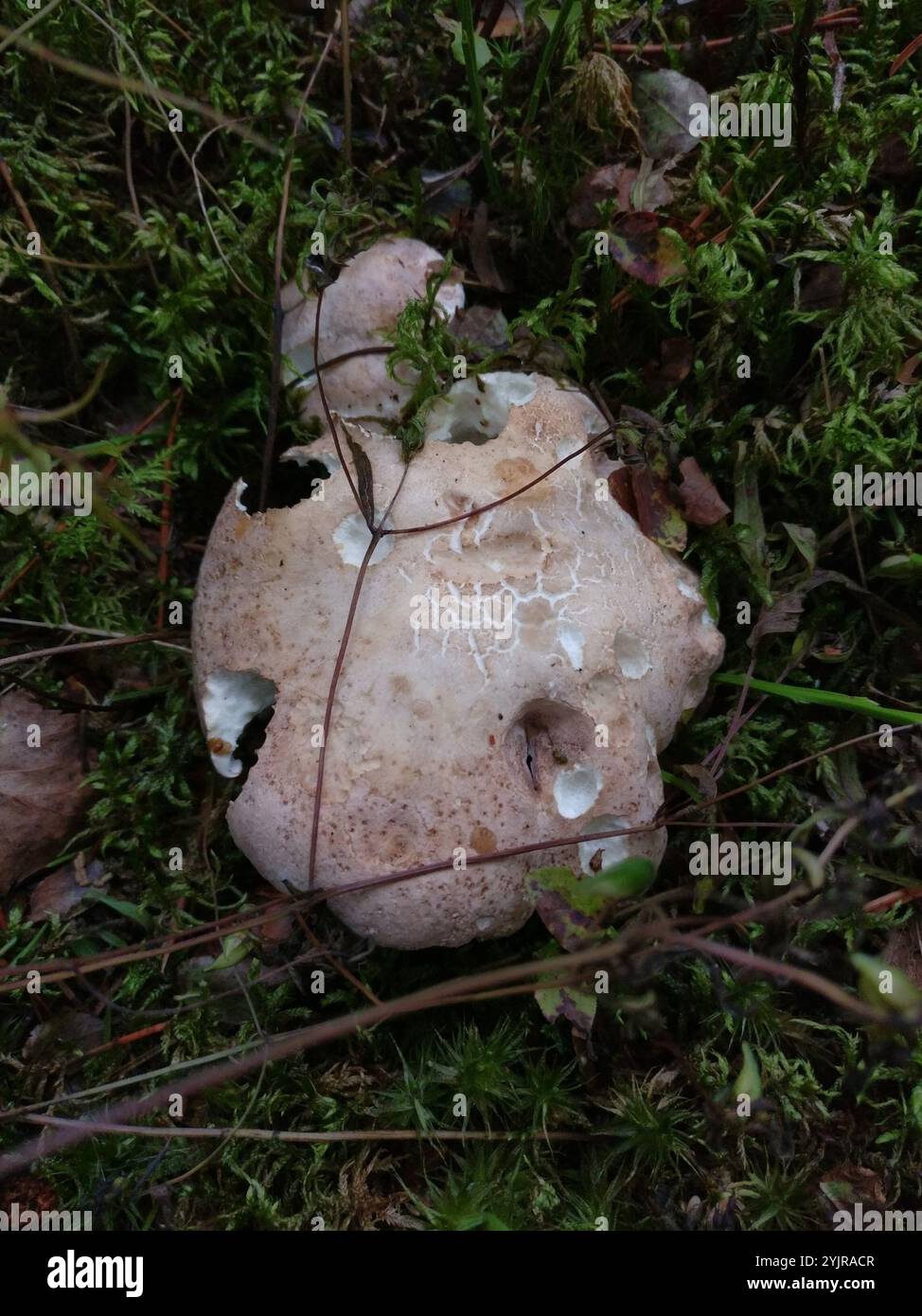 Sheep Polypore (Albatrellus ovinus Stock Photo - Alamy