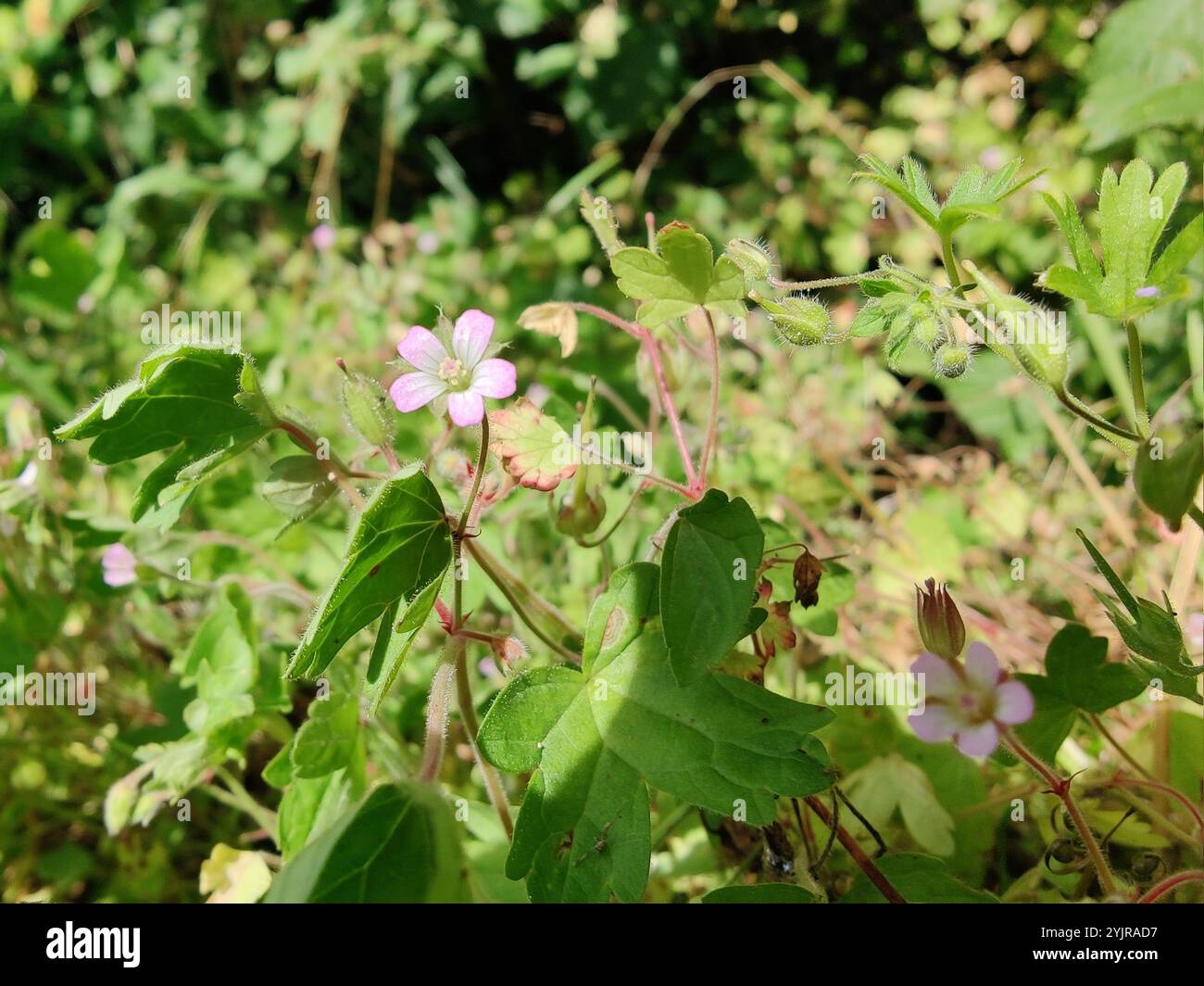 Round-leaved Crane's-bill (Geranium rotundifolium Stock Photo - Alamy