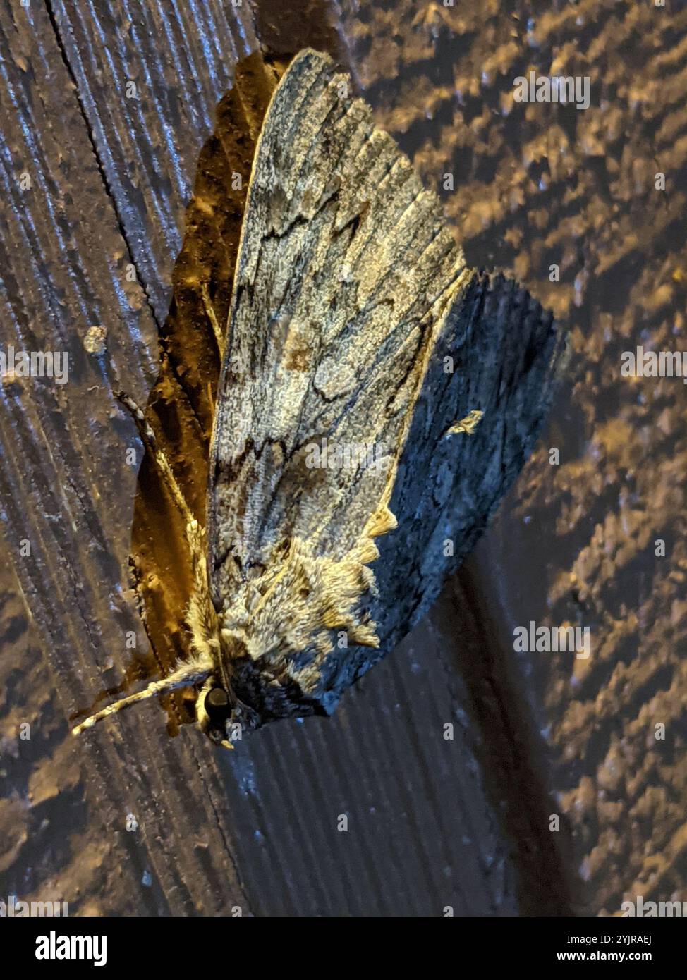 Underwing Moths (Catocala Stock Photo - Alamy