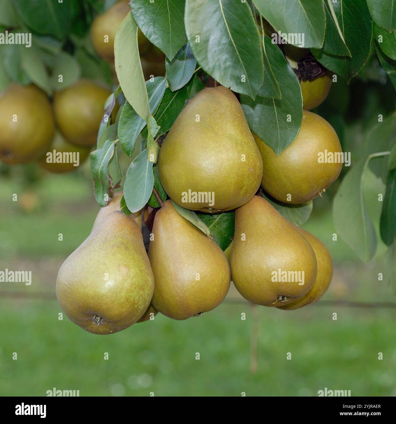 Pyrus communis Gellerts Butterbirne, Pyrus communis Gellert butter pear ...