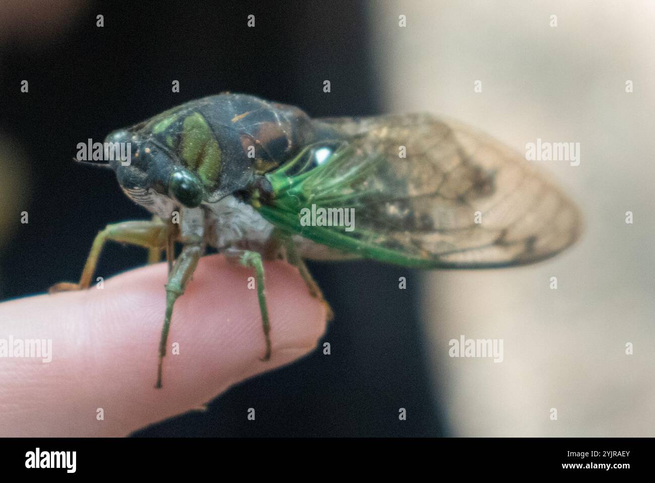 Common Swamp Cicada (Neotibicen tibicen tibicen Stock Photo - Alamy