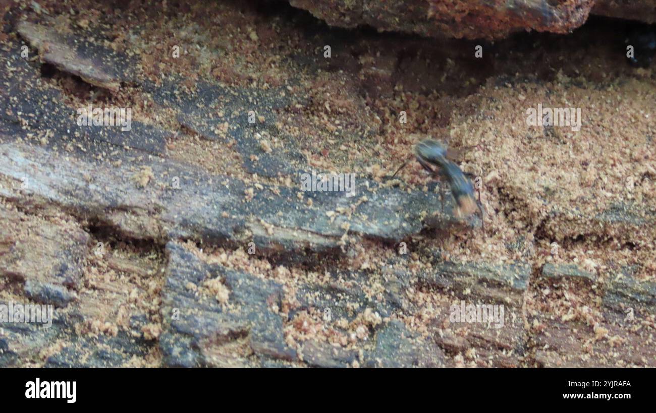 Eastern Black Carpenter Ant (Camponotus pennsylvanicus Stock Photo - Alamy