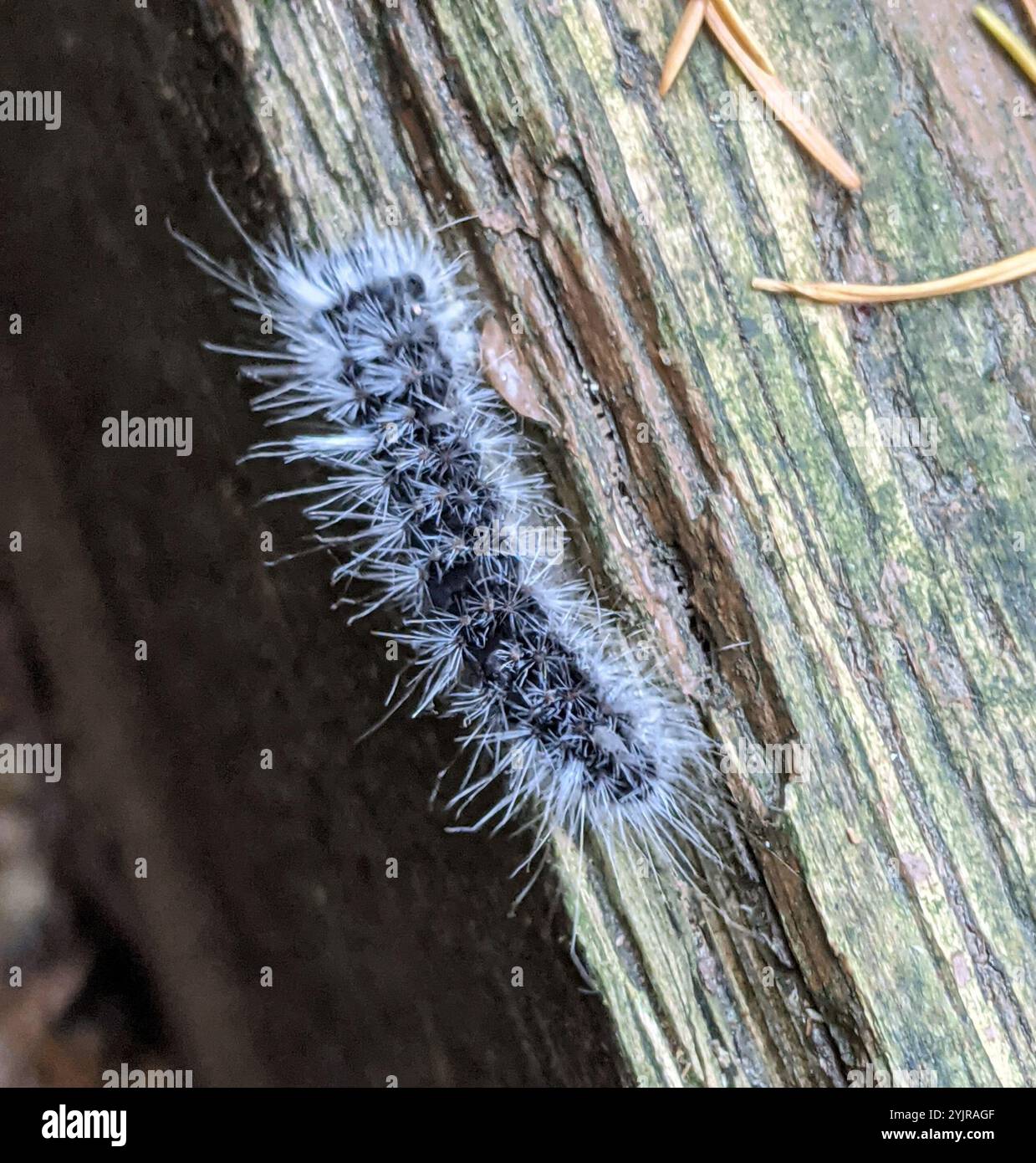 Dagger Moths (Acronicta Stock Photo - Alamy