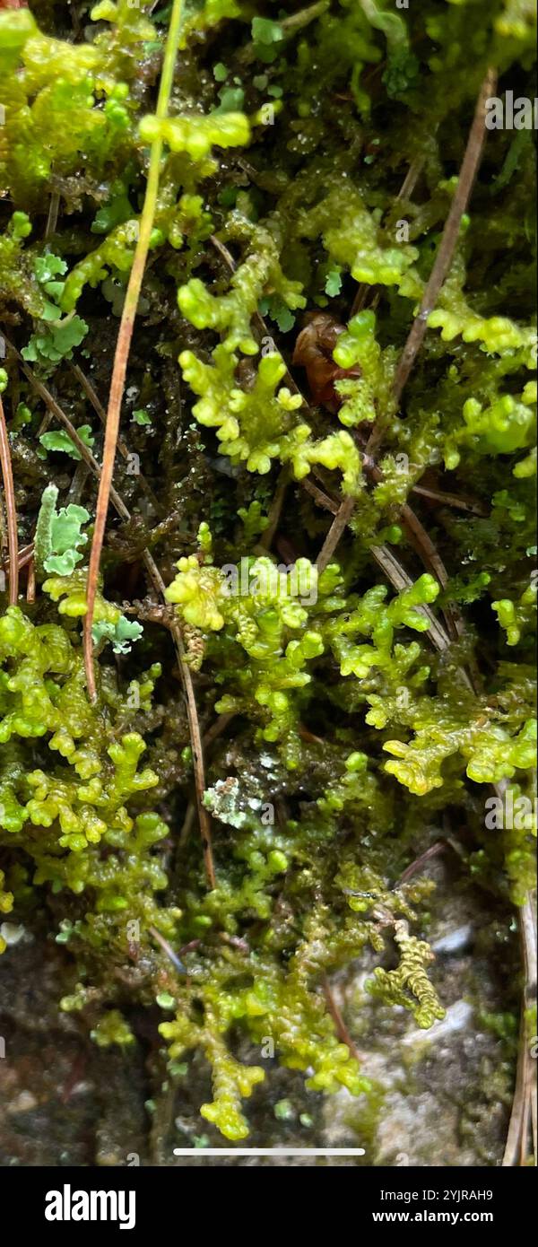 Leafy liverworts hi-res stock photography and images - Alamy