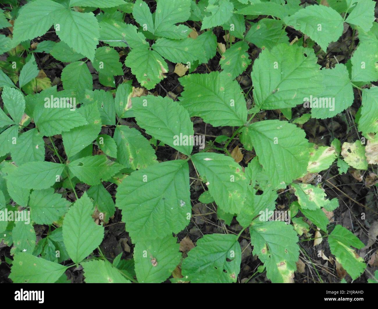 Stone Bramble (Rubus saxatilis Stock Photo - Alamy