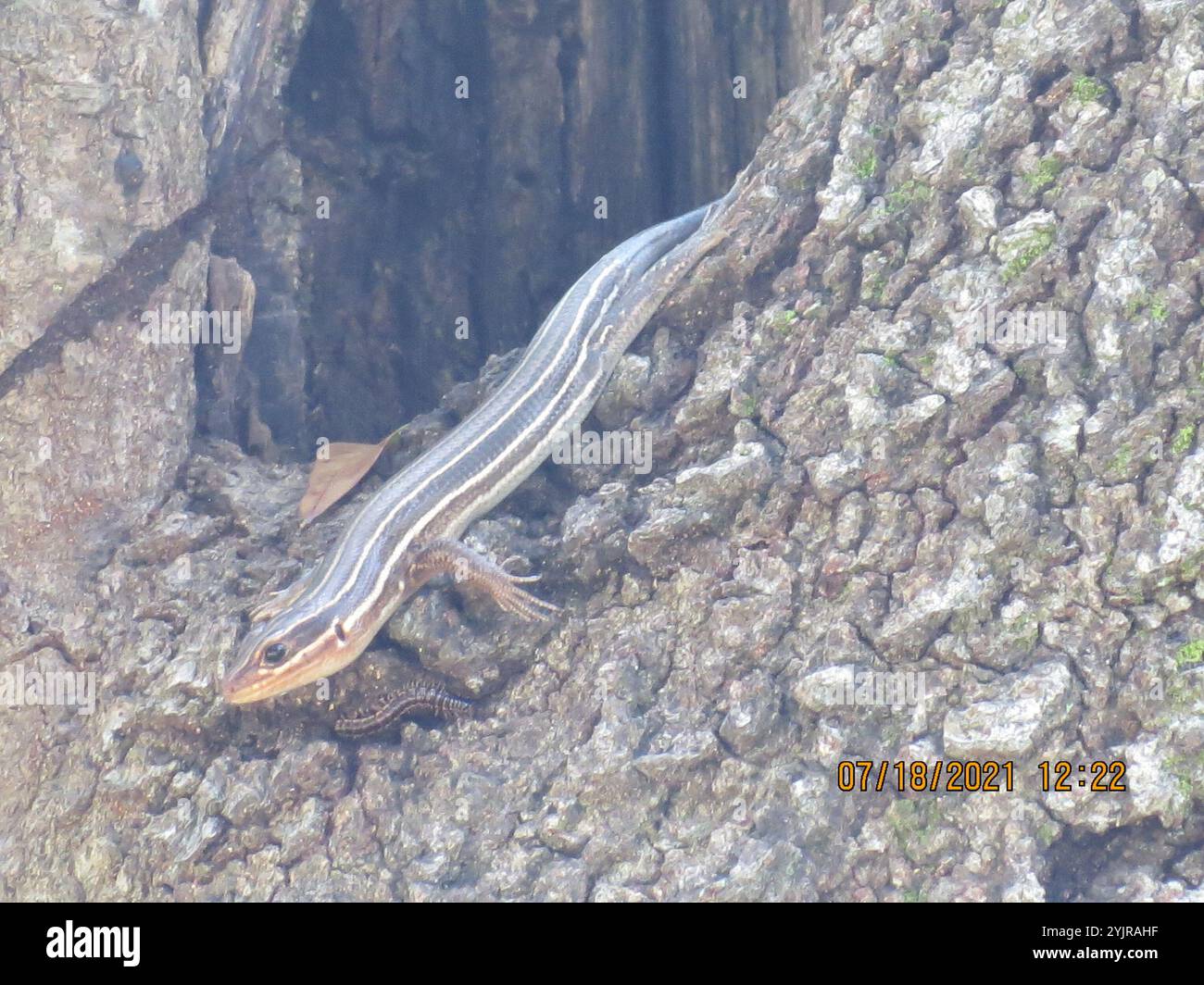 Toothy Skinks (Plestiodon Stock Photo - Alamy