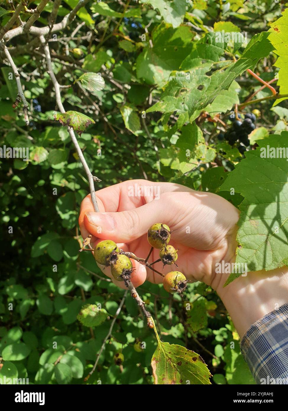 Caughnawaga hi-res stock photography and images - Alamy
