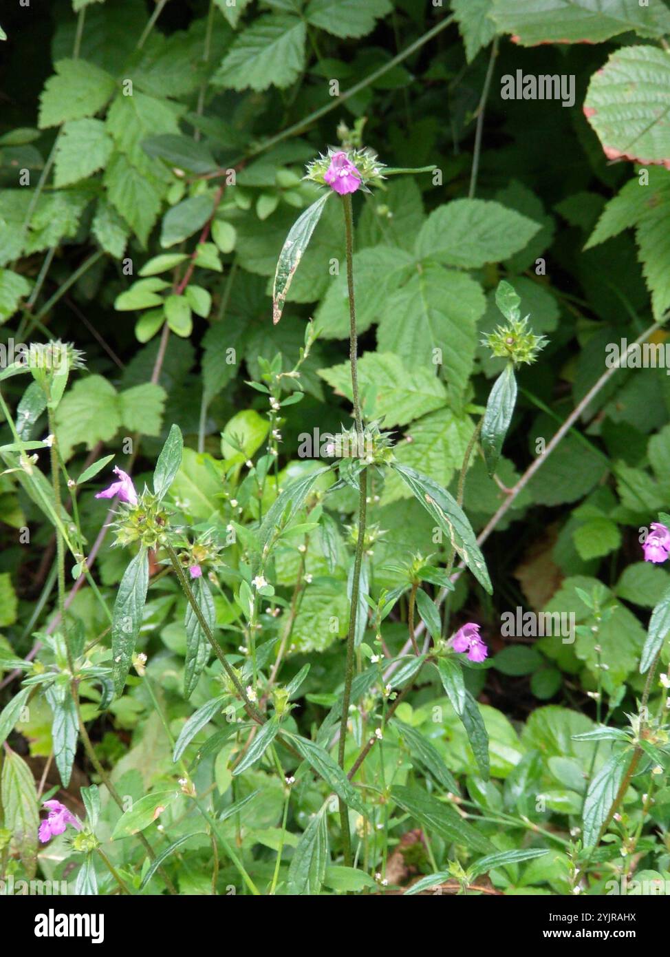 Red Hemp-nettle (Galeopsis angustifolia Stock Photo - Alamy