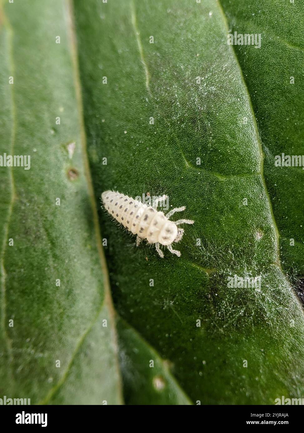 Twenty-spotted Lady Beetle (Psyllobora vigintimaculata Stock Photo - Alamy