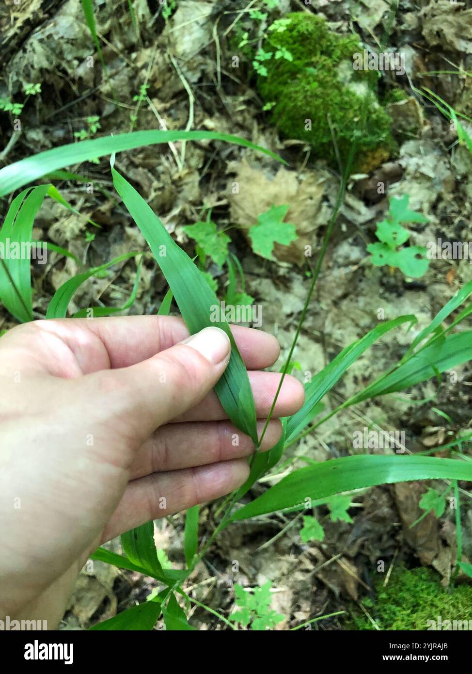 black-fruit mountain-ricegrass (Patis racemosa Stock Photo - Alamy