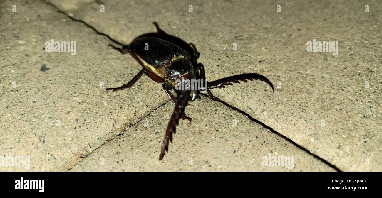 California Root Borer (Prionus californicus Stock Photo - Alamy