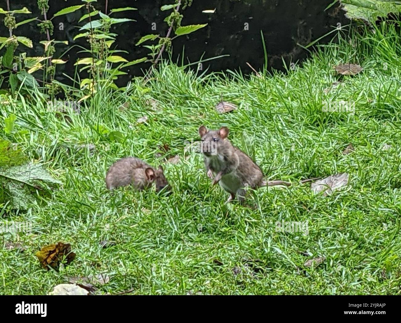 Brown Rat (Rattus norvegicus Stock Photo - Alamy