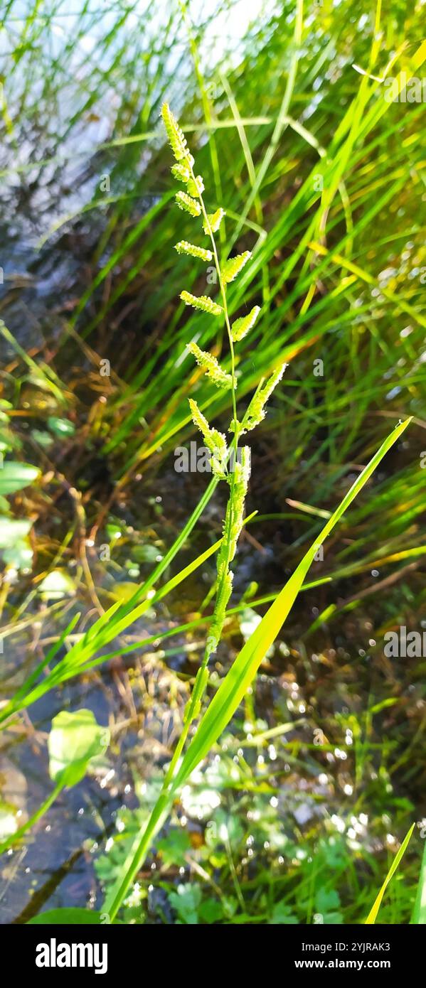 american slough grass (Beckmannia syzigachne Stock Photo - Alamy