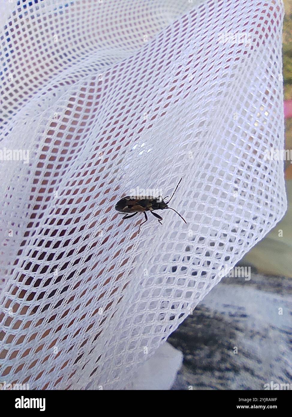 bright-spotted groundbug (Rhyparochromus vulgaris Stock Photo - Alamy