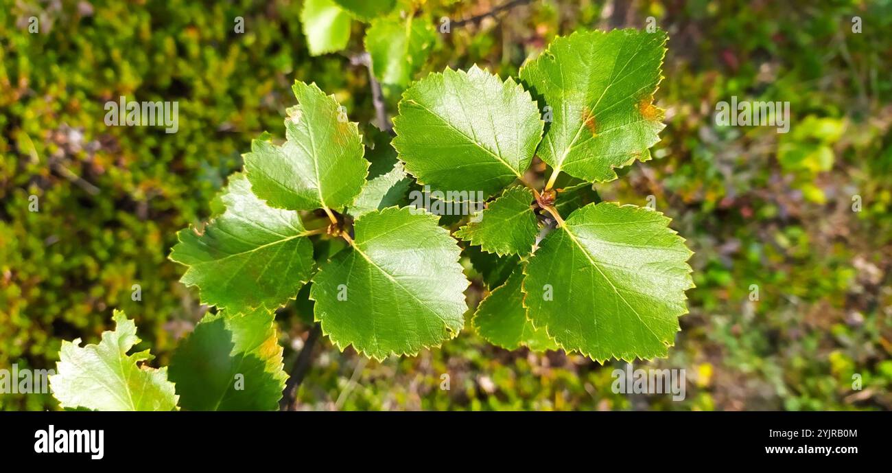 northern birch (Betula pubescens pumila Stock Photo - Alamy