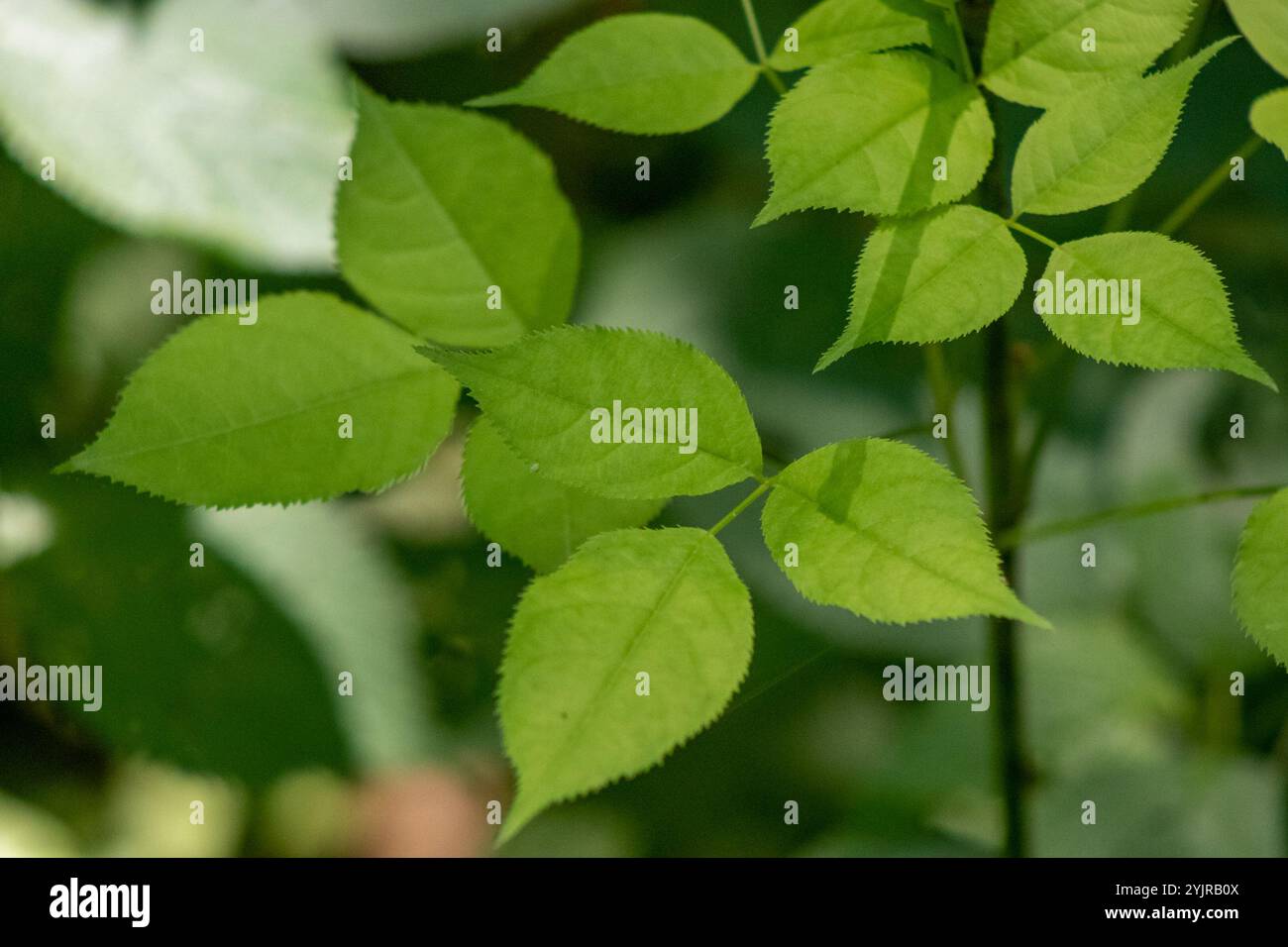 American bladdernut (Staphylea trifolia Stock Photo - Alamy