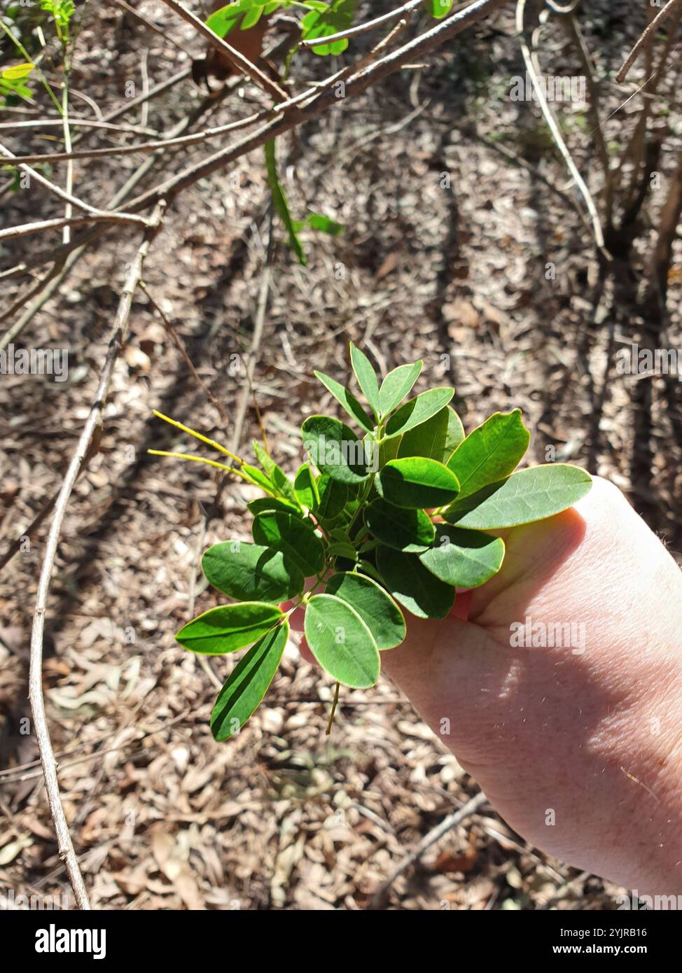 Easter Cassia (Senna pendula glabrata Stock Photo - Alamy