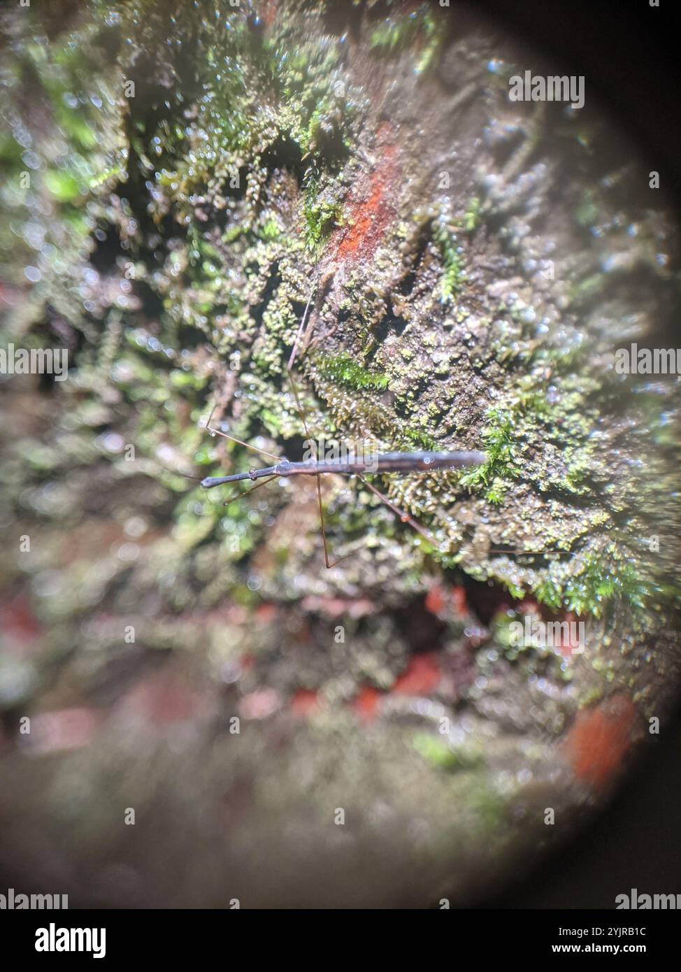 Hydrometra hi-res stock photography and images - Alamy