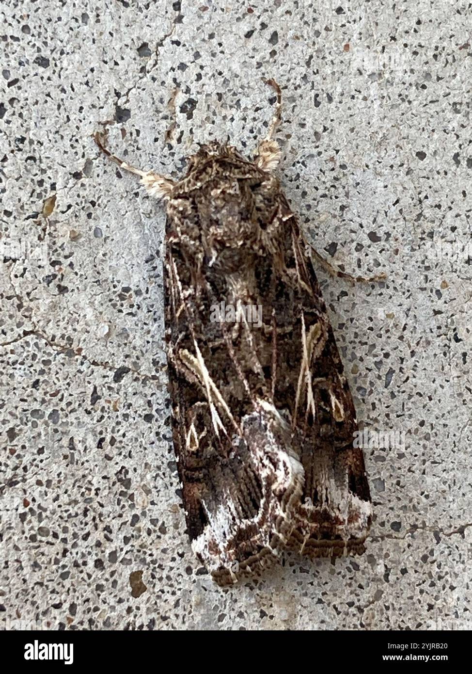 Armyworm Moths (Spodoptera Stock Photo - Alamy