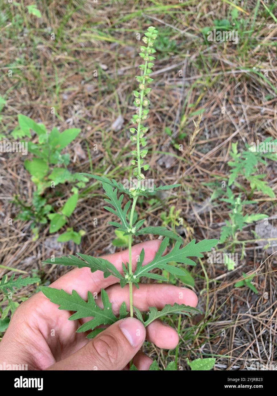 western ragweed (Ambrosia psilostachya Stock Photo - Alamy