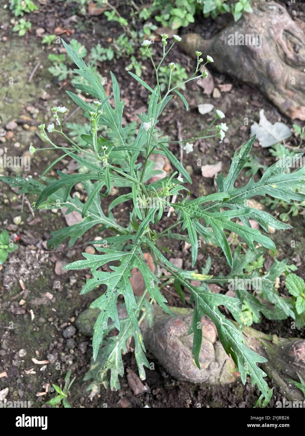Santa Maria feverfew (Parthenium hysterophorus Stock Photo - Alamy