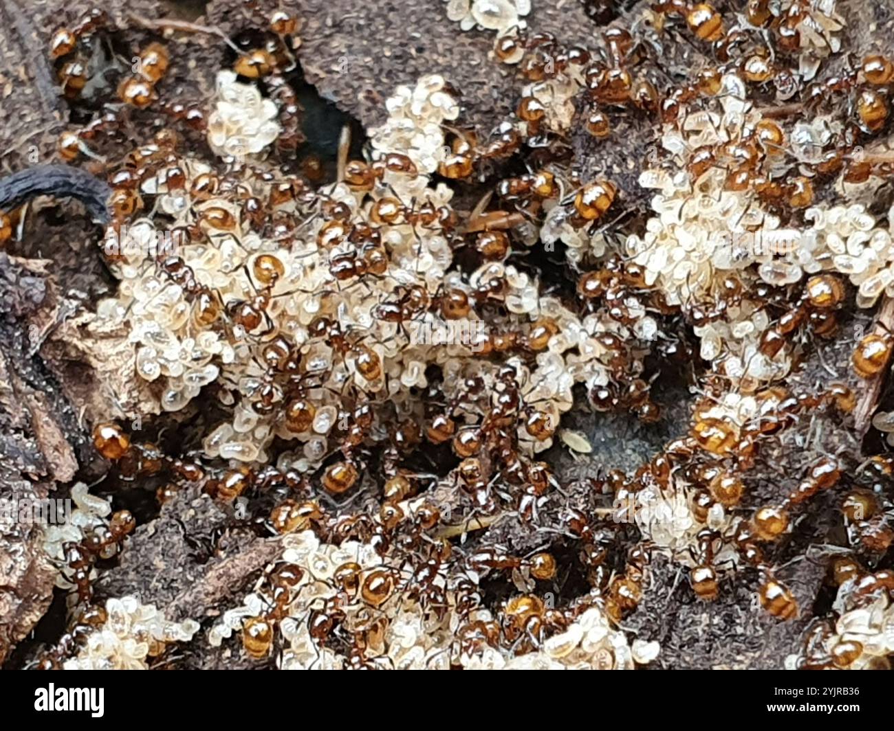 Southern Ant (Chelaner antarcticus Stock Photo - Alamy