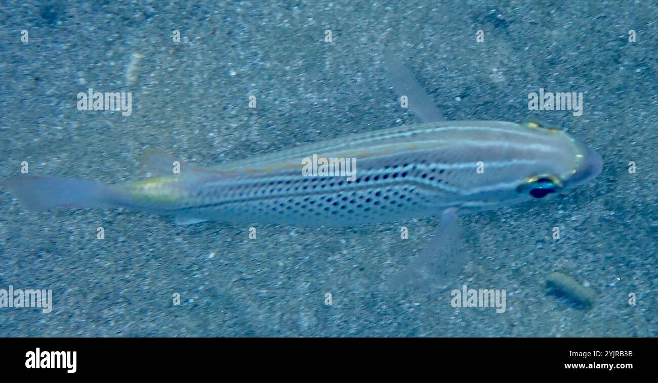 Arabian Monocle Bream (Scolopsis ghanam Stock Photo - Alamy