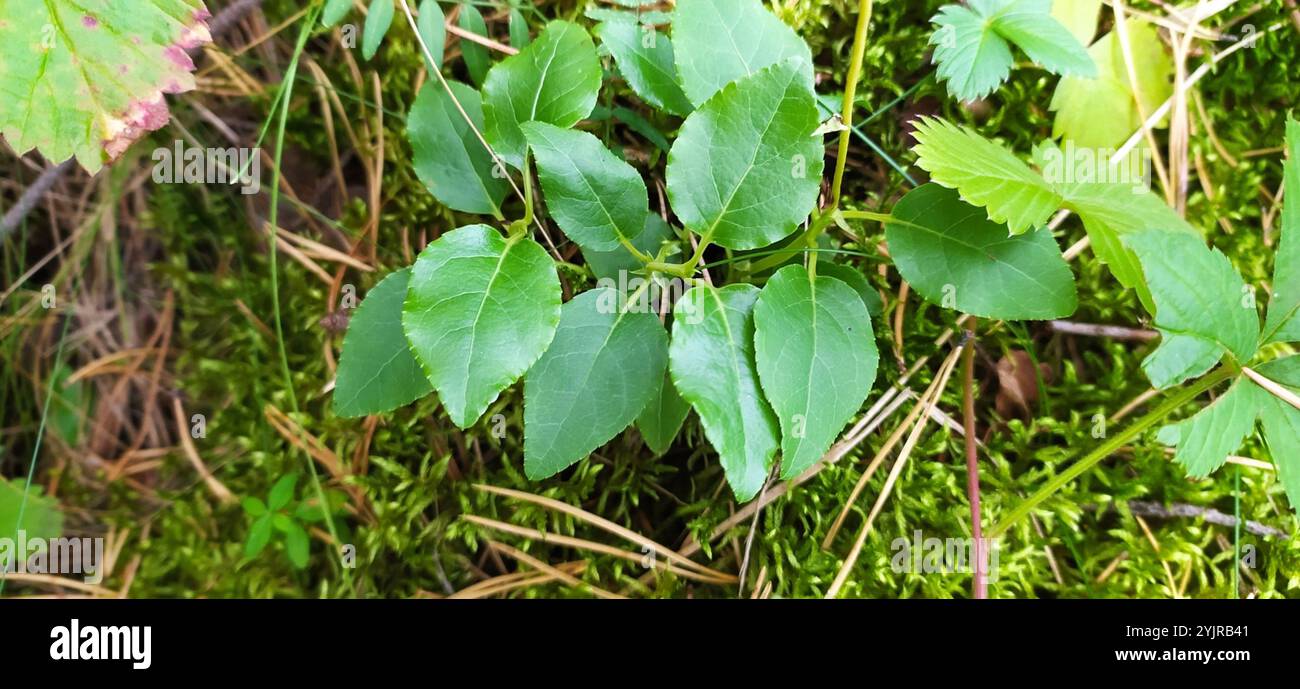 one-sided wintergreen (Orthilia secunda Stock Photo - Alamy