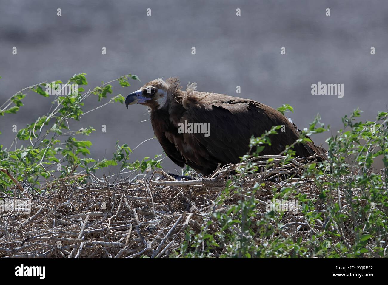 An adult Cinereous Vulture or Black Vulture is perching on its aerie at ...
