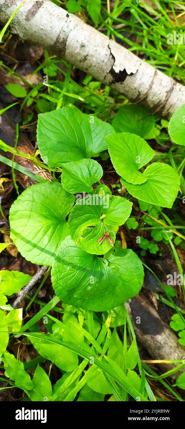 Broad-leaved Violet (Viola mirabilis Stock Photo - Alamy