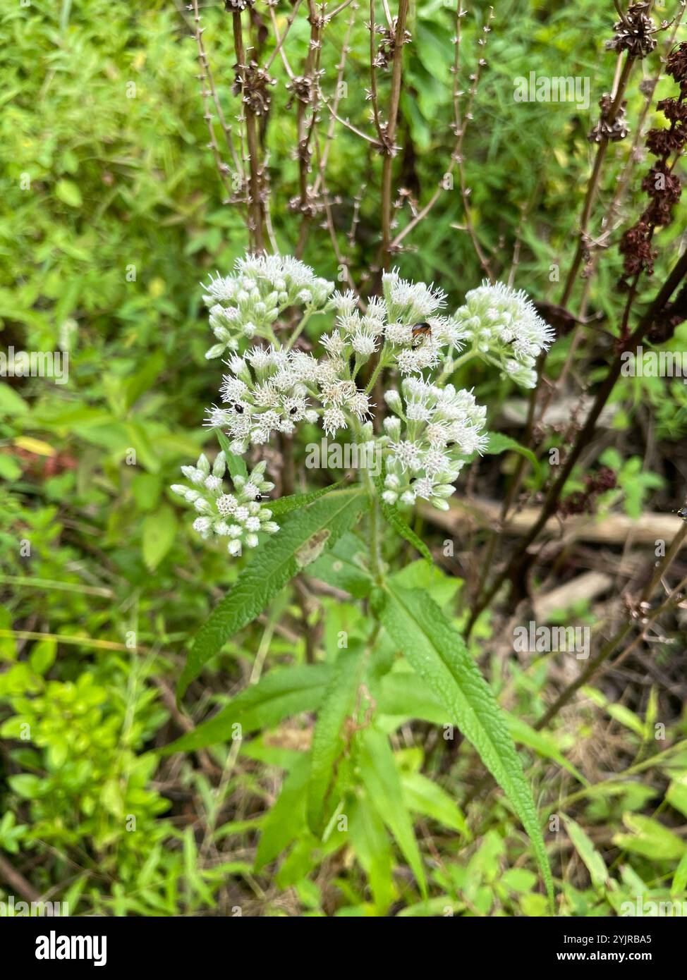 common boneset (Eupatorium perfoliatum Stock Photo - Alamy