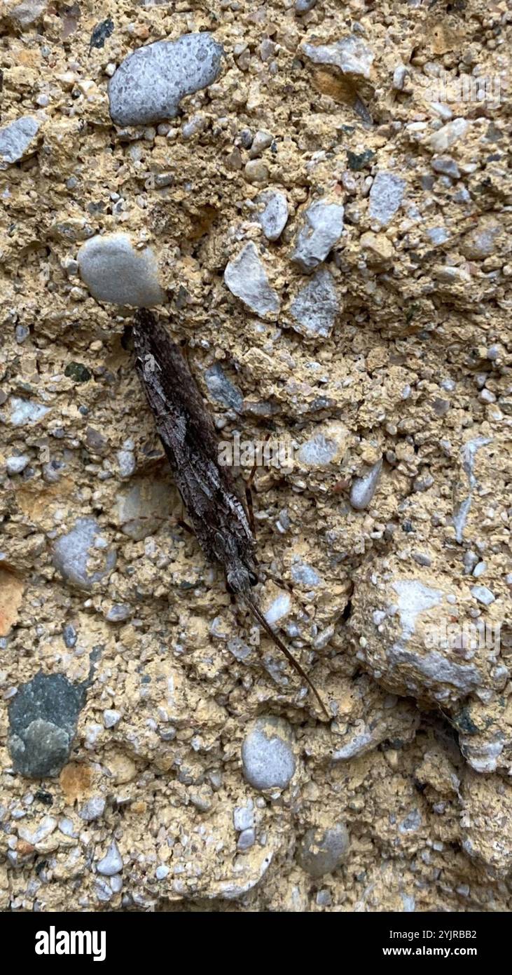 Giant Casemaker Caddisflies (Phryganeidae Stock Photo - Alamy