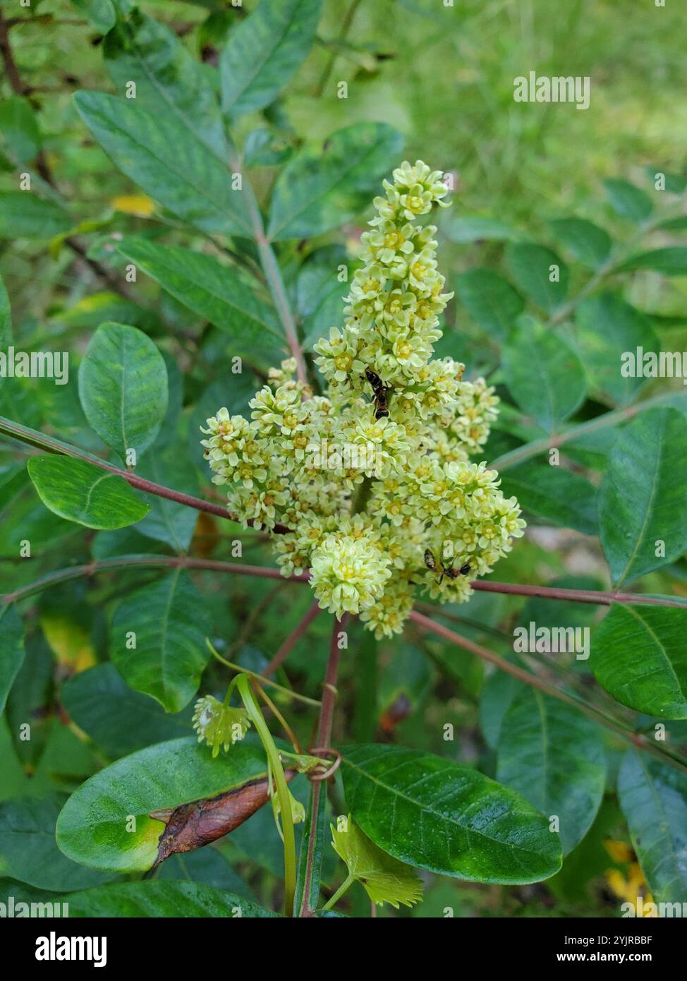 shining sumac (Rhus copallinum Stock Photo - Alamy