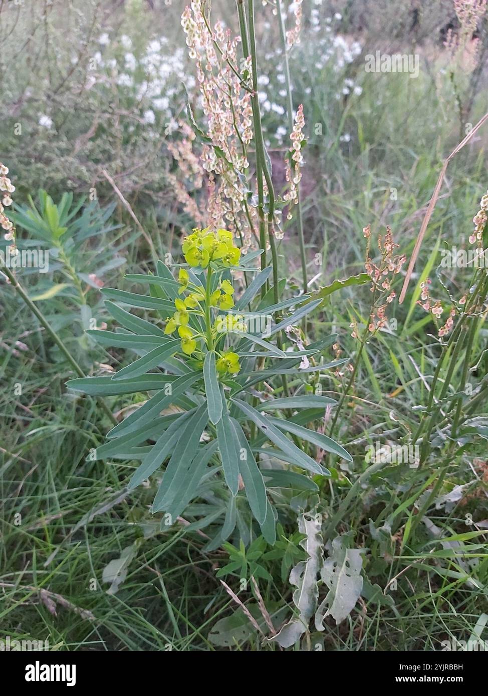 leafy spurge (Euphorbia esula Stock Photo - Alamy
