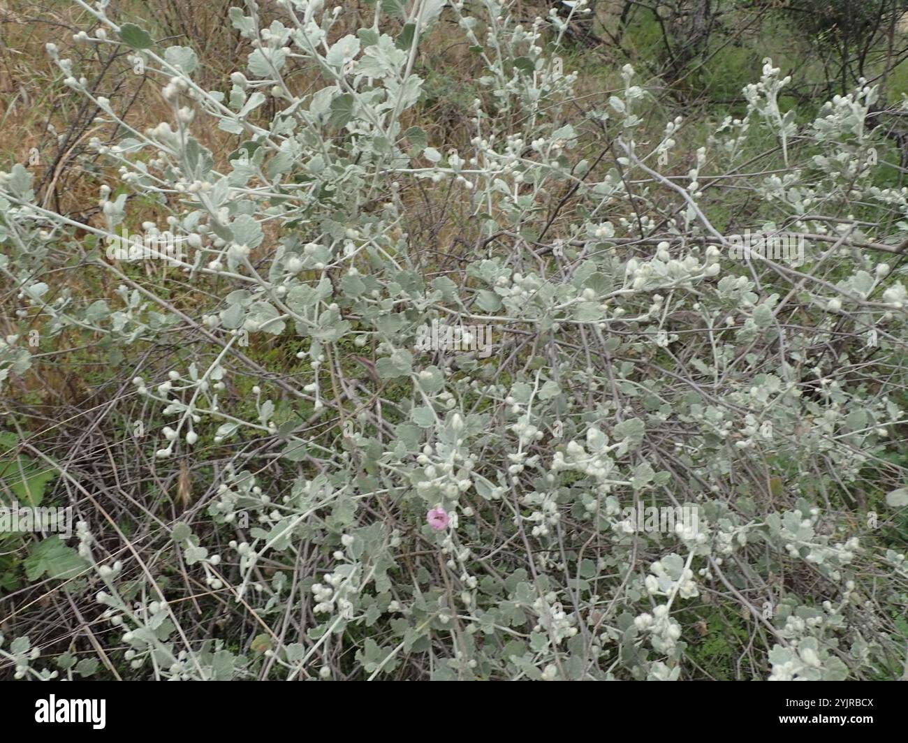 fragrant-snow bushmallow (Malacothamnus jonesii niveus Stock Photo - Alamy