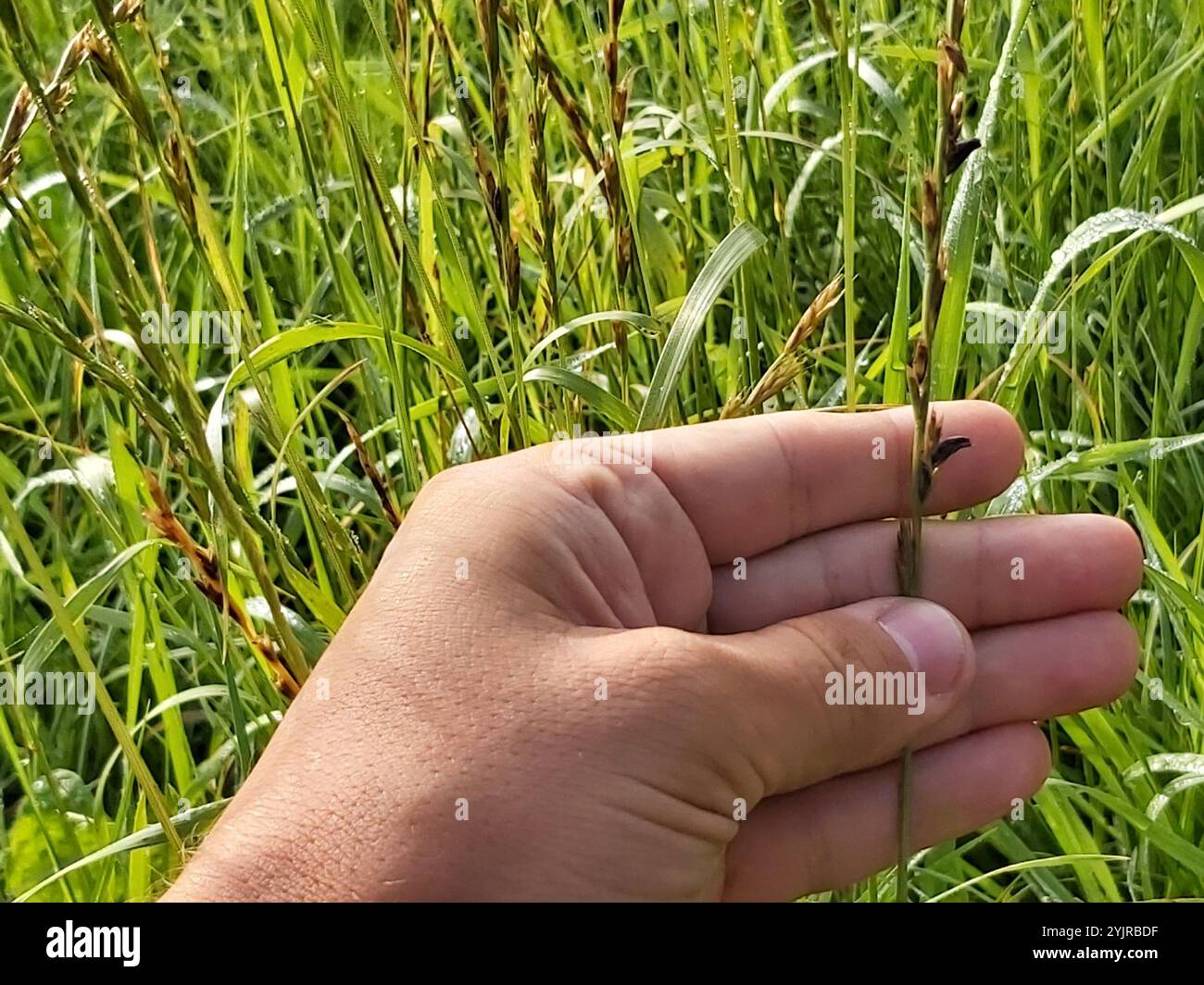 Ergot claviceps purpurea hi-res stock photography and images - Alamy