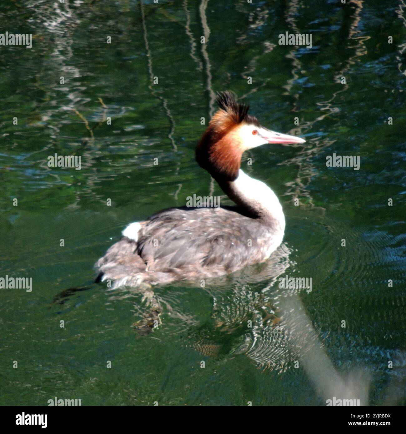 Great Crested Grebe (Podiceps cristatus Stock Photo - Alamy