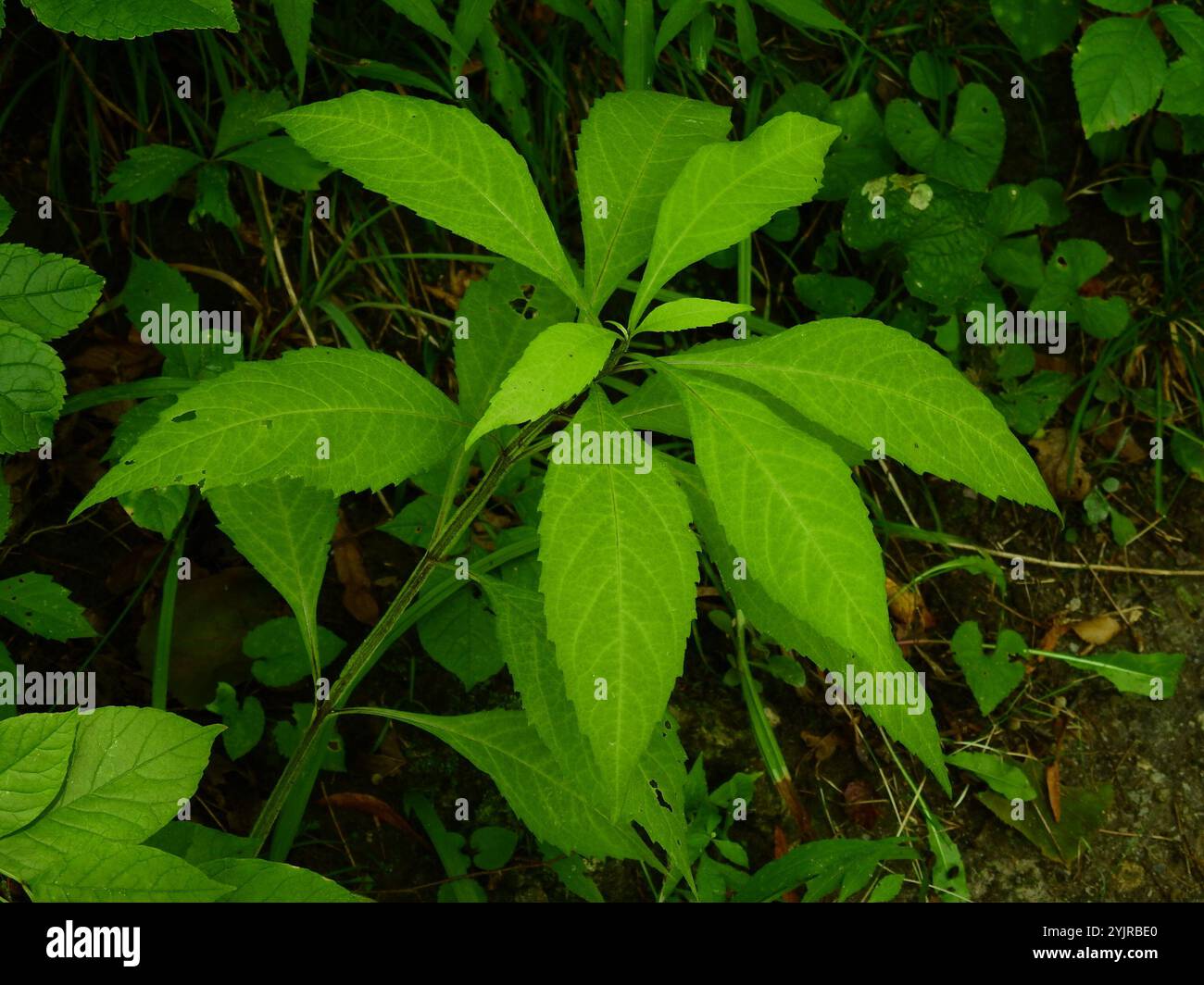 Wingstem (Verbesina alternifolia Stock Photo - Alamy