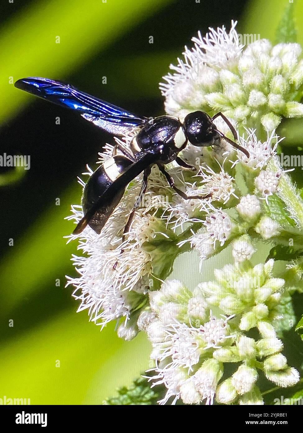 Four-toothed Mason Wasp (Monobia quadridens Stock Photo - Alamy