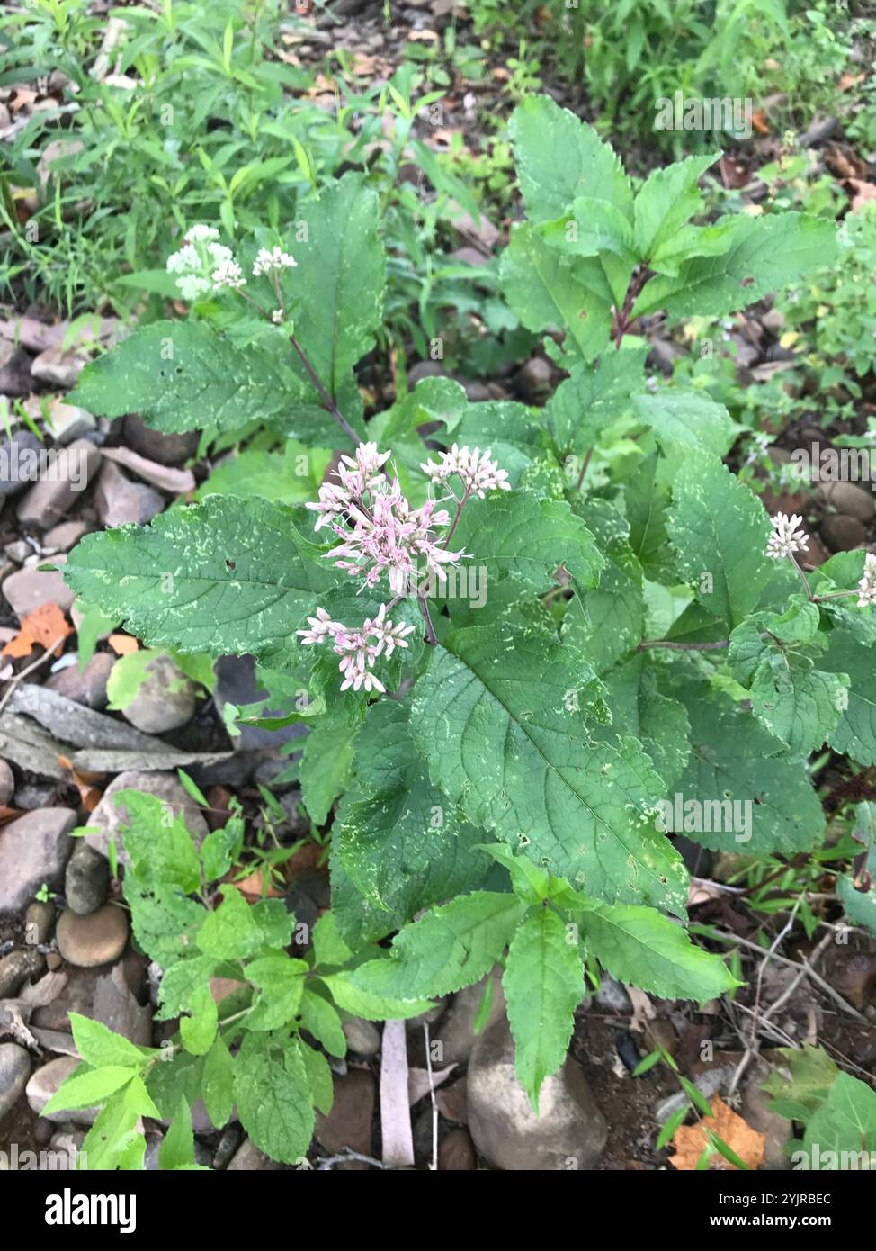 Joe-Pye weeds (Eutrochium Stock Photo - Alamy
