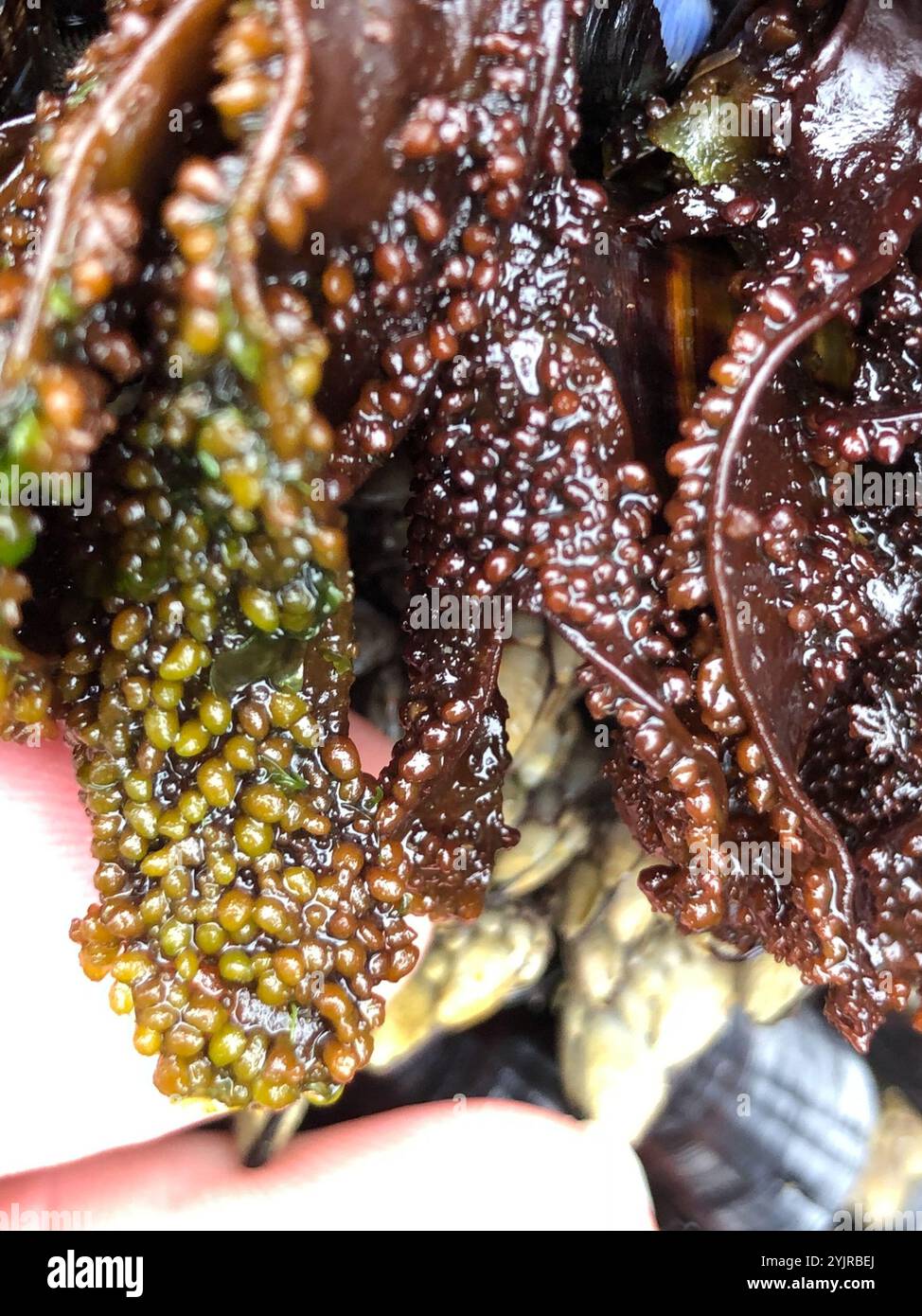 Mastocarpus papillatus hi-res stock photography and images - Alamy
