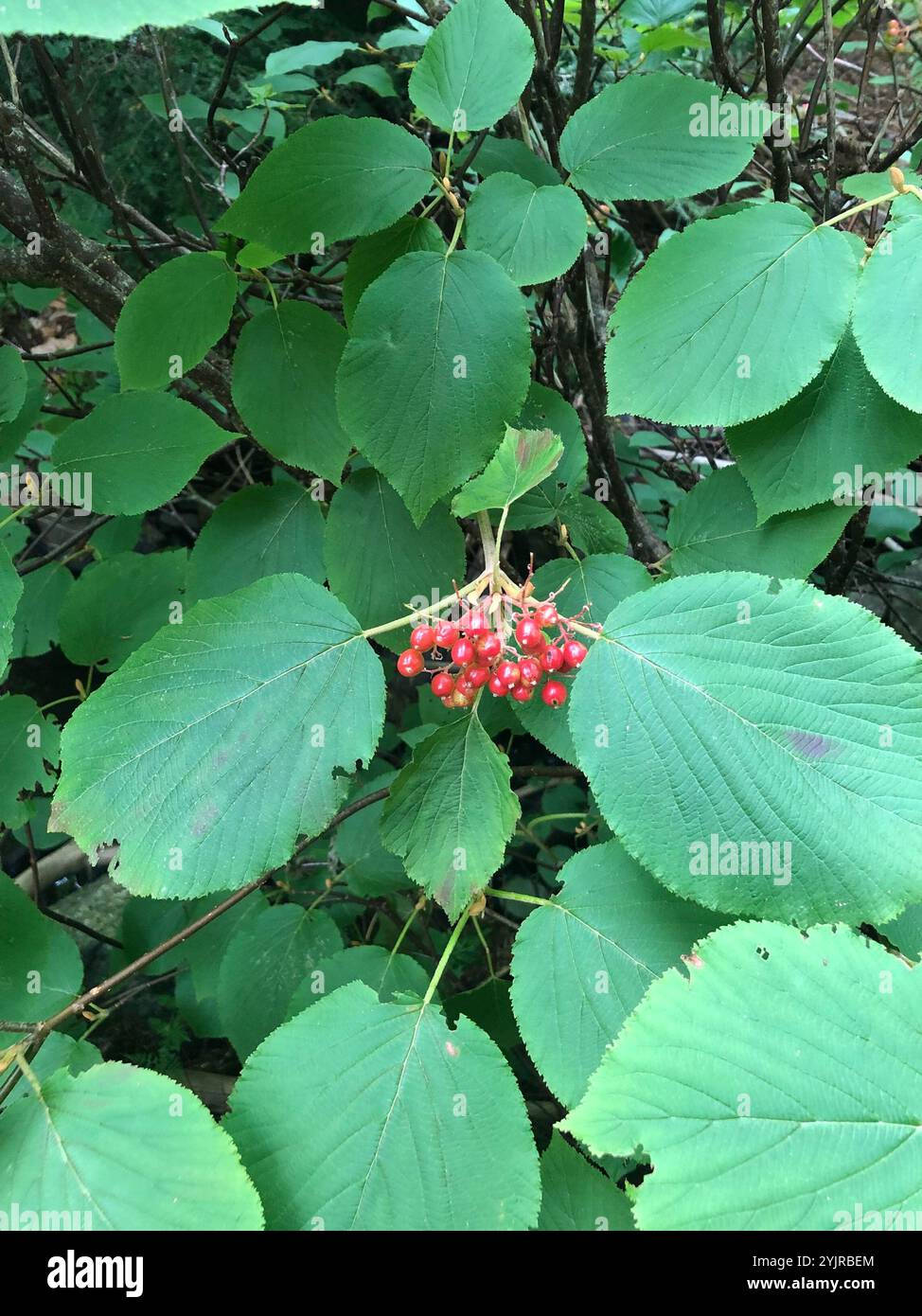 hobblebush (Viburnum lantanoides Stock Photo - Alamy