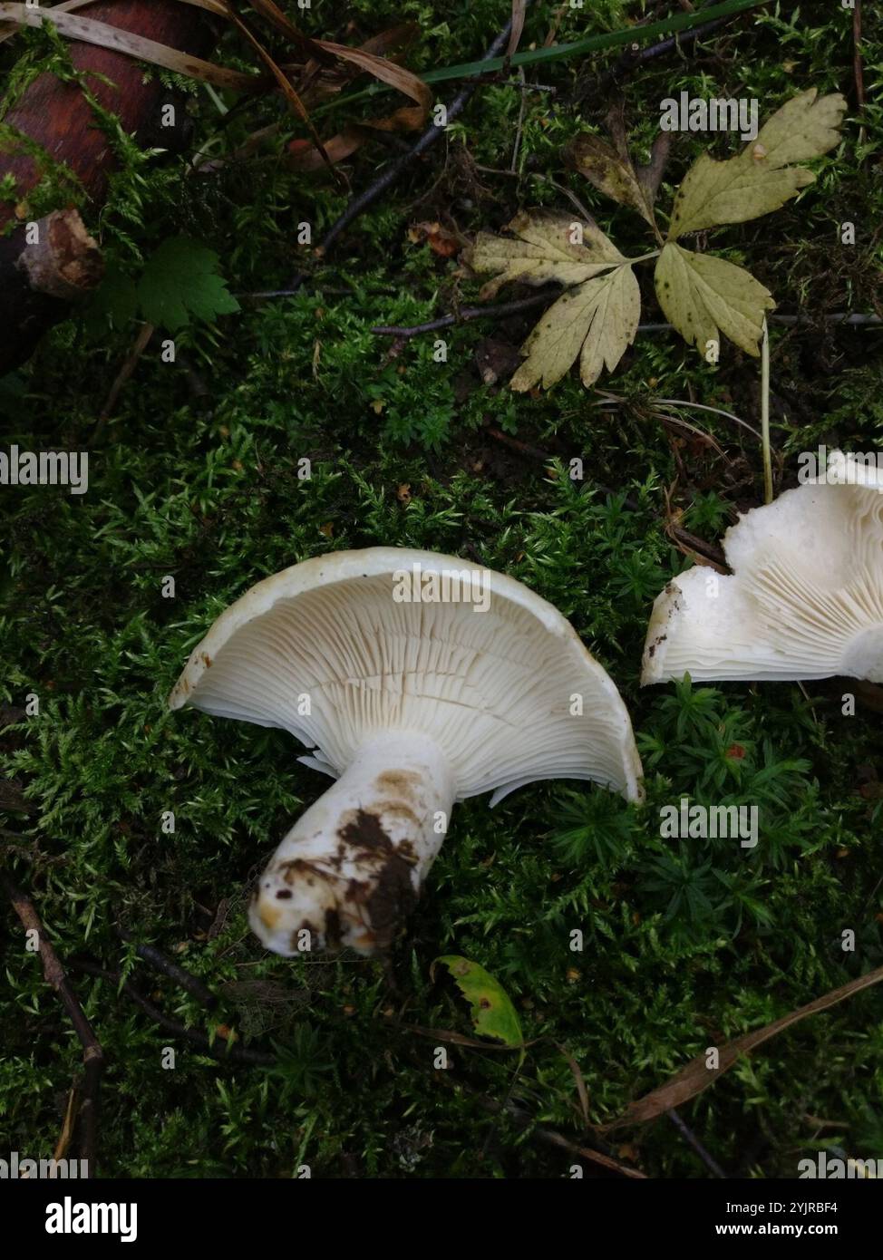 milk-white brittlegill (Russula delica Stock Photo - Alamy
