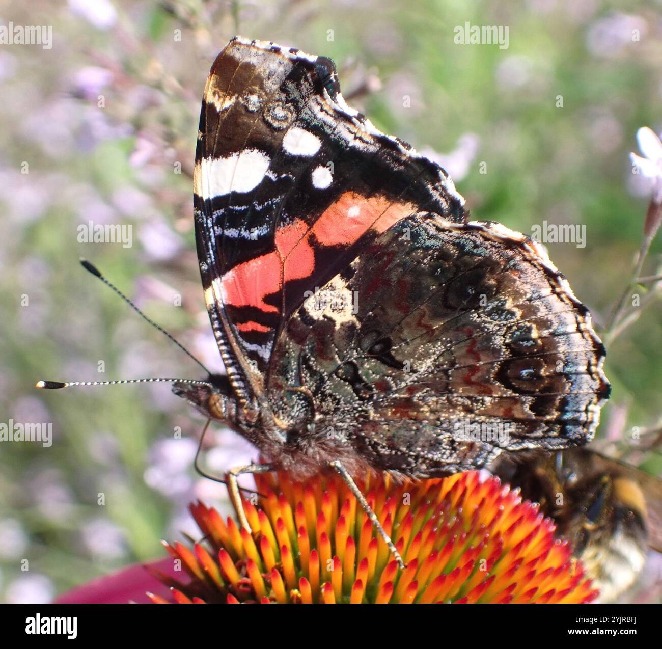 Red Admiral (Vanessa atalanta Stock Photo - Alamy