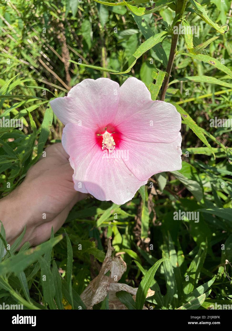 swamp rose mallow (Hibiscus moscheutos Stock Photo - Alamy
