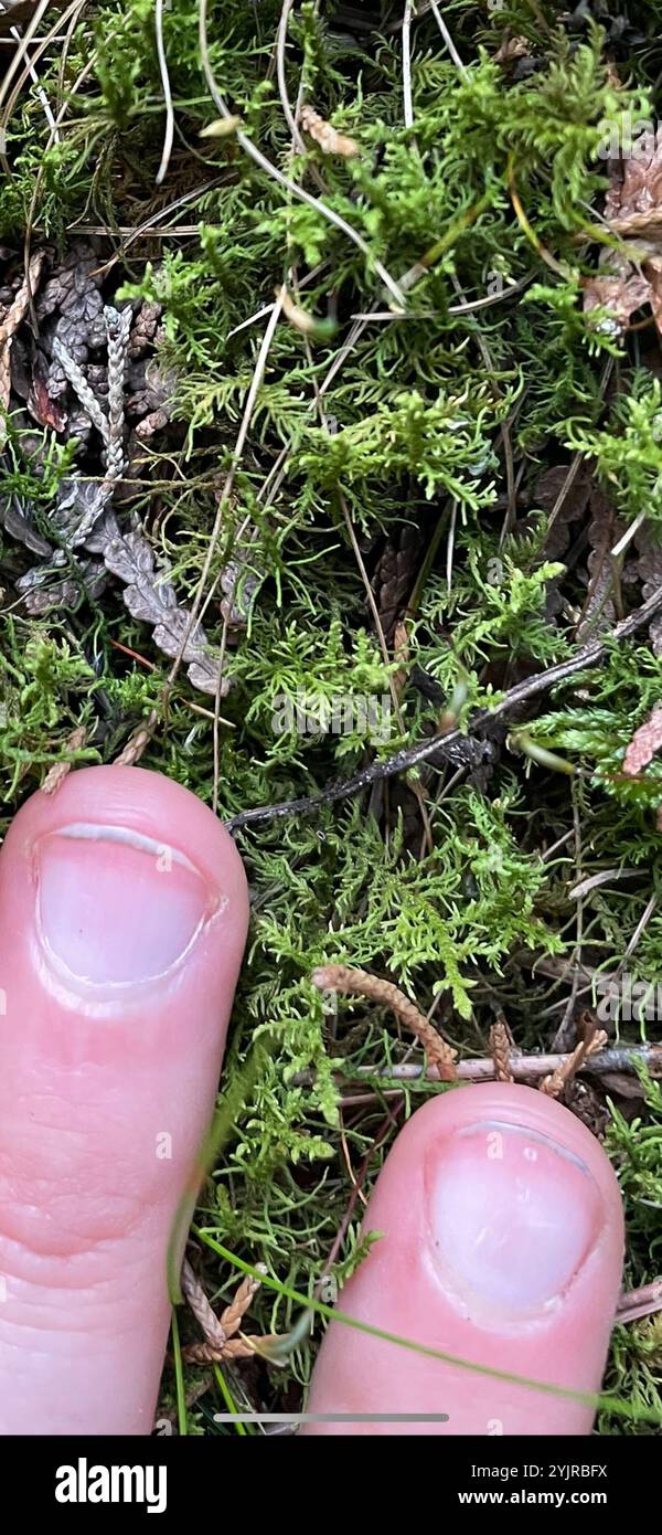 delicate fern moss (Thuidium delicatulum Stock Photo - Alamy