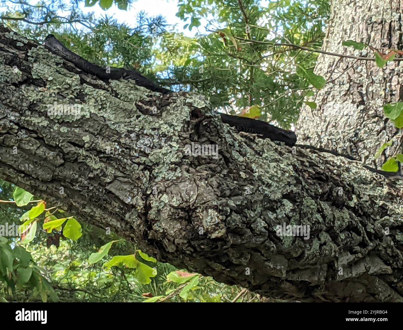 Colubrine Snakes (Colubrinae Stock Photo - Alamy