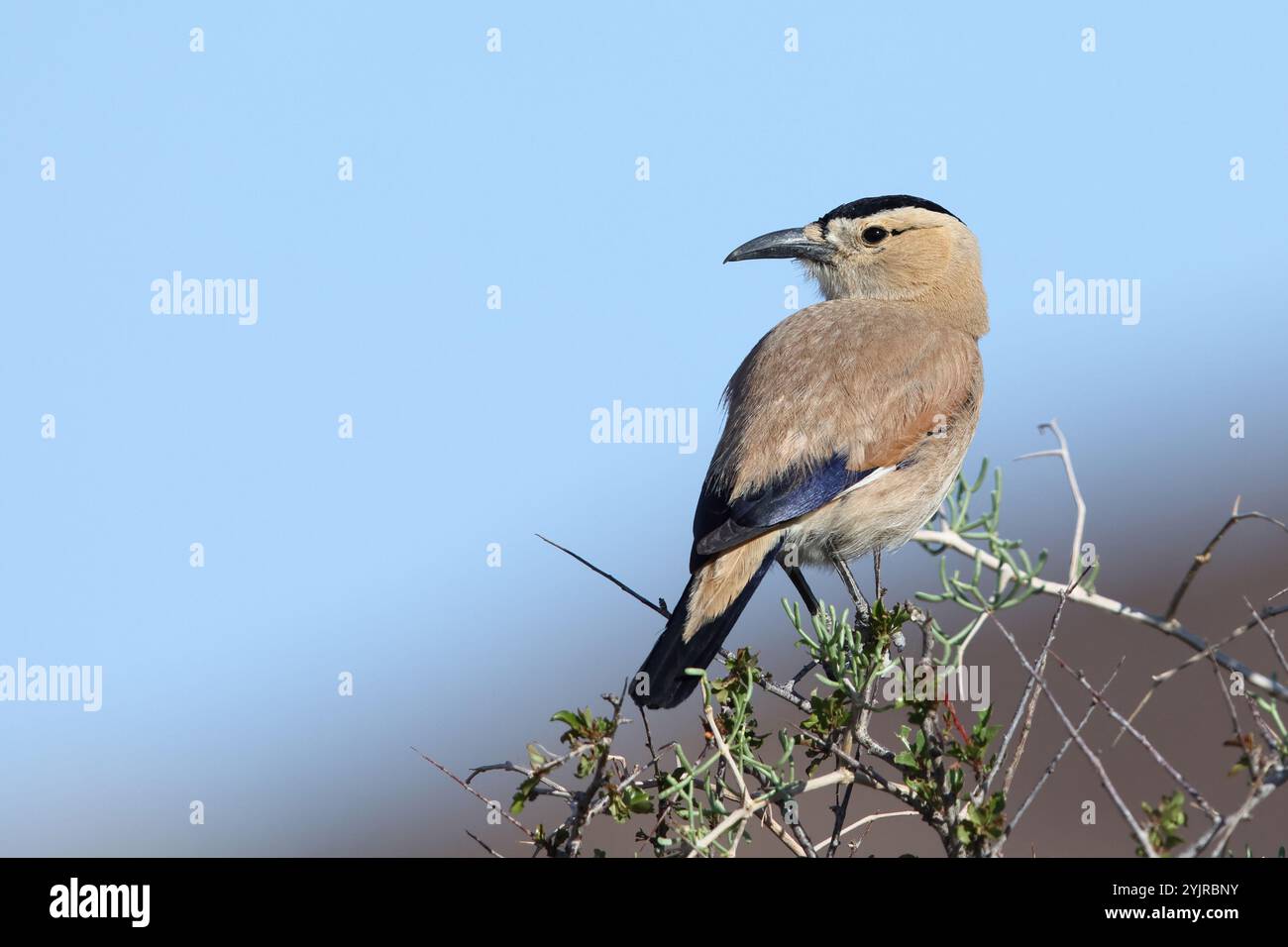 Mongolian ground jays hi-res stock photography and images - Alamy