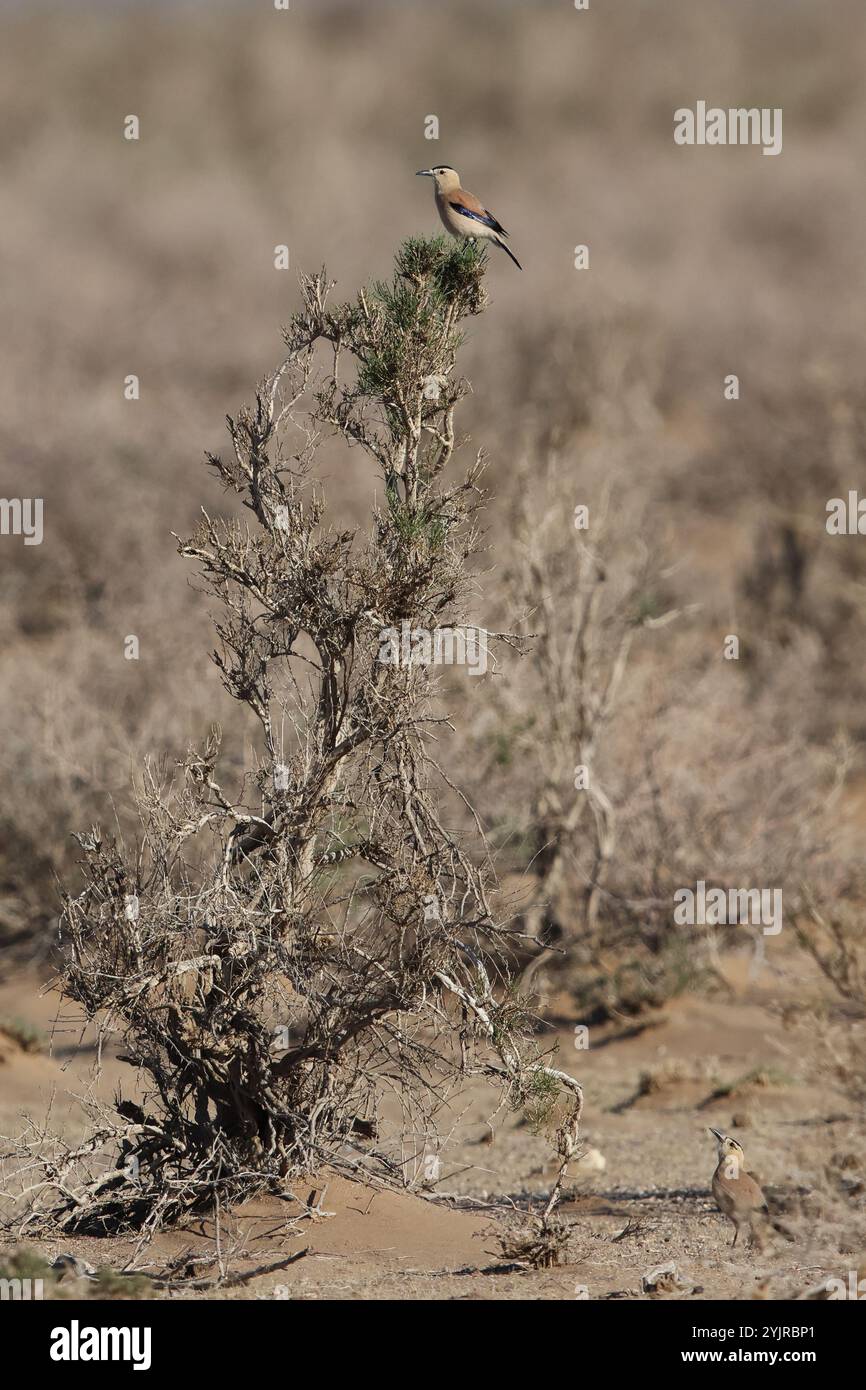Mongolian ground jays hi-res stock photography and images - Alamy